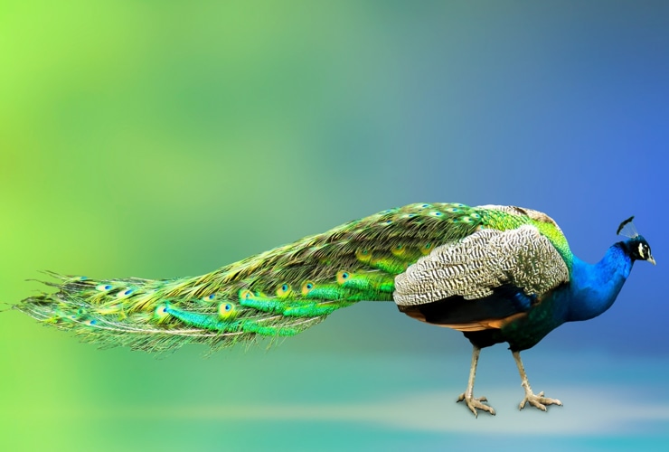 Sonhar com pavão: 8 significados e números da sorte - Cosmosfala